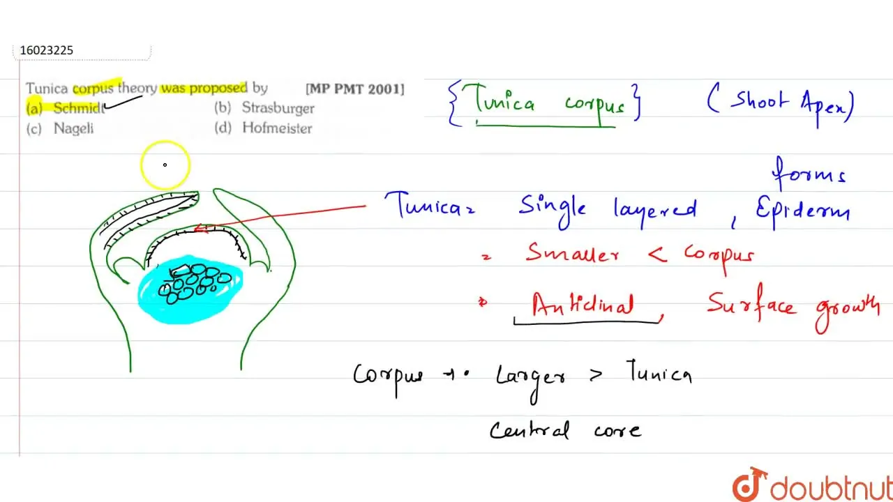 Tunica corpus theory was proposed by