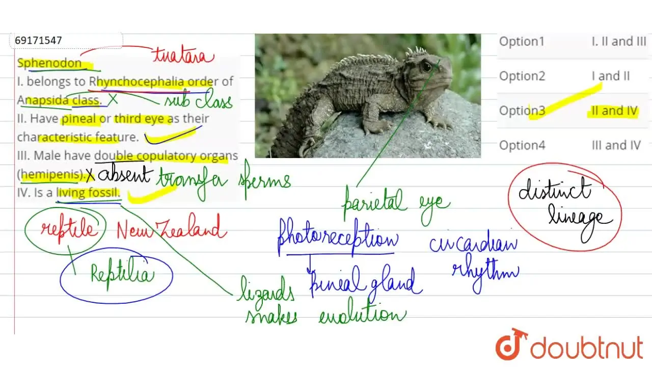 Sphenodon I. belongs to Rhynchocephalia order of Anapsida class. I