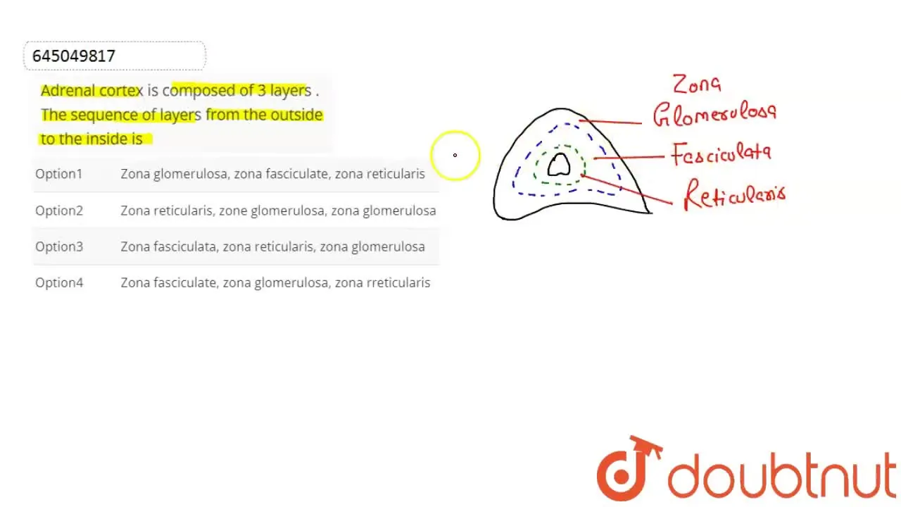 Zona fasciculata, zona reticularis, zona glomerulosa