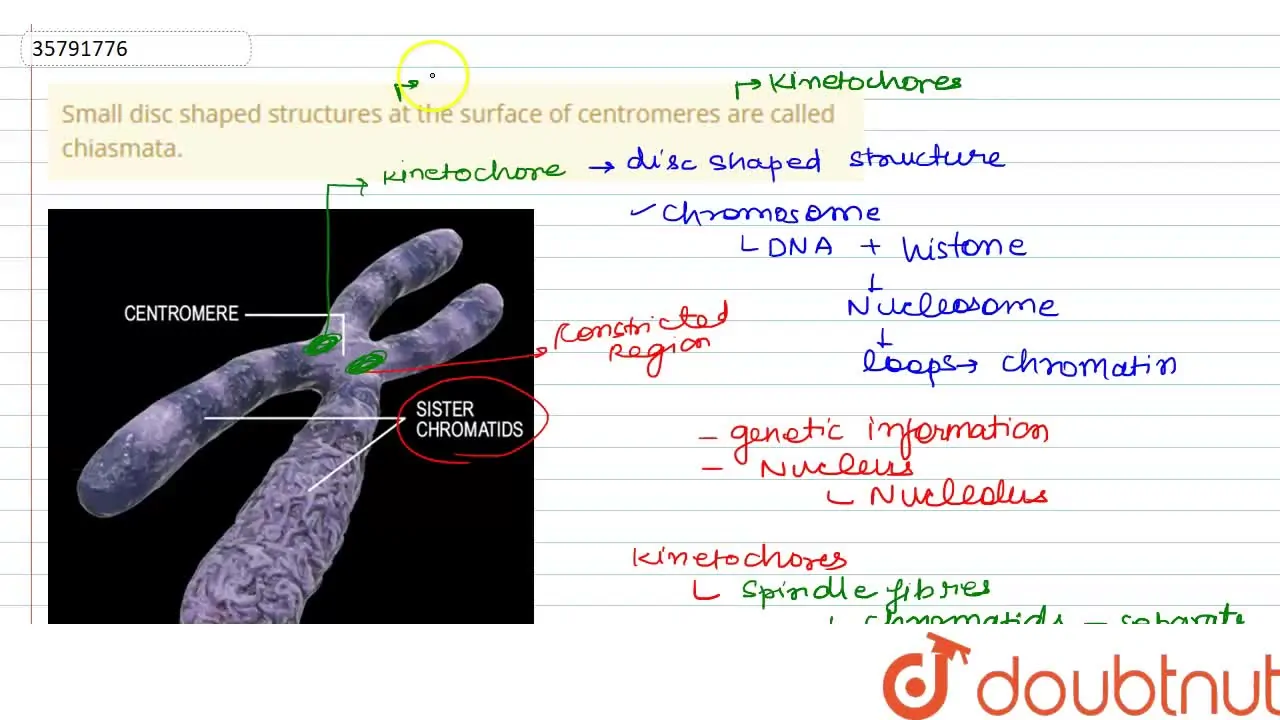 Small disc shaped structures at the surface of centromeres are called