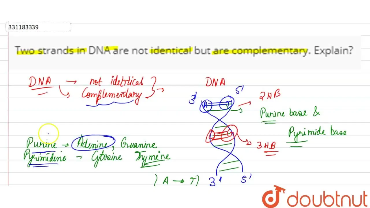 The two strands in DNA are not identical but are complementary. Explai