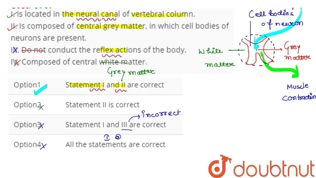 Spinal cord I. is located in the neural canal of vertebral column.