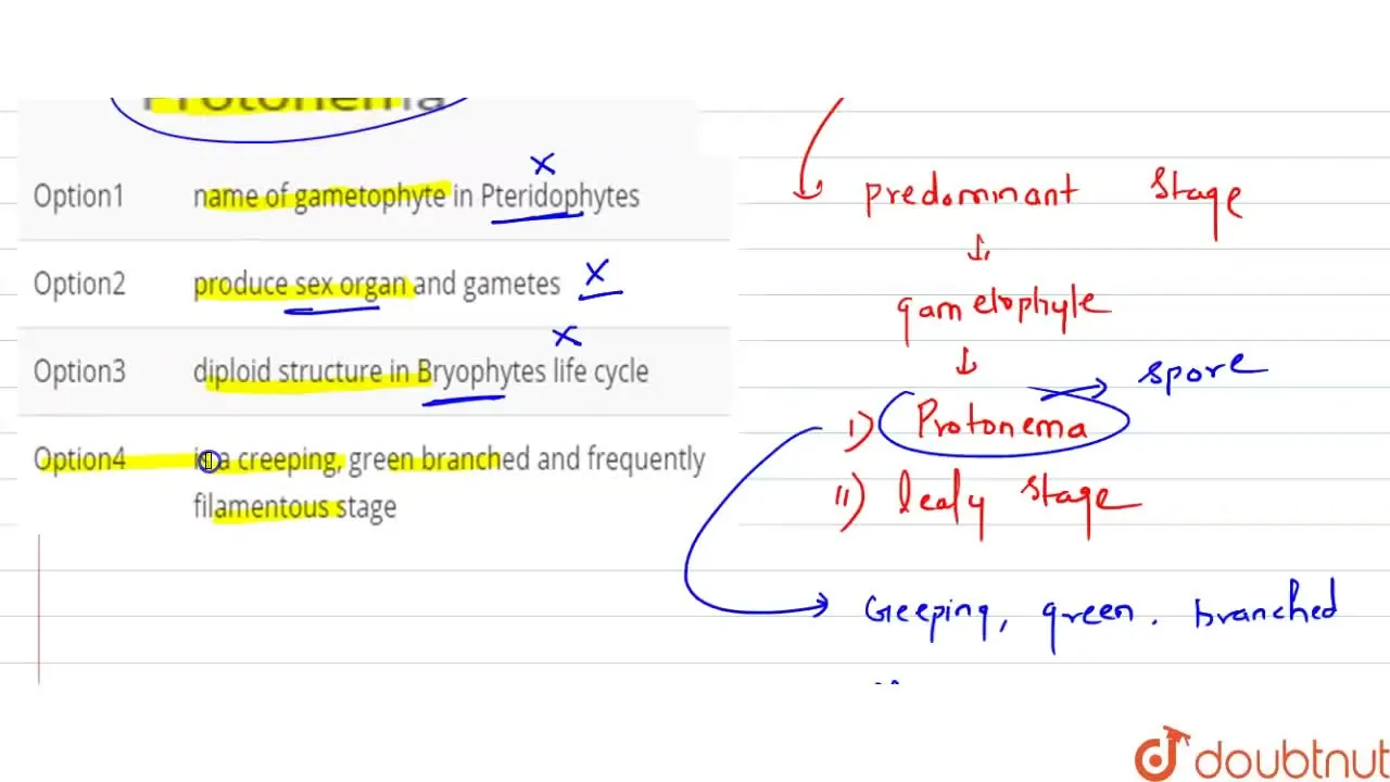 diploid structure in Bryophytes life cycle