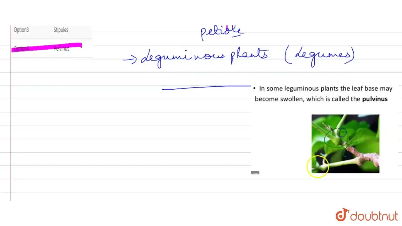 Swollen leaf base found in leguminous plants is called