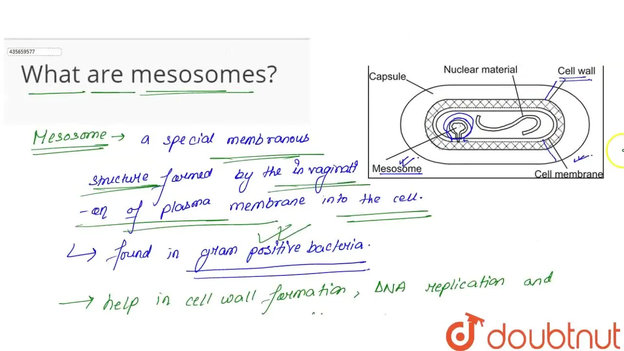 What are mesosomes?