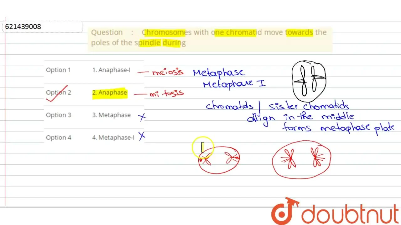 [Telugu Solution] Chromosomes with one chromatid move towards the pole