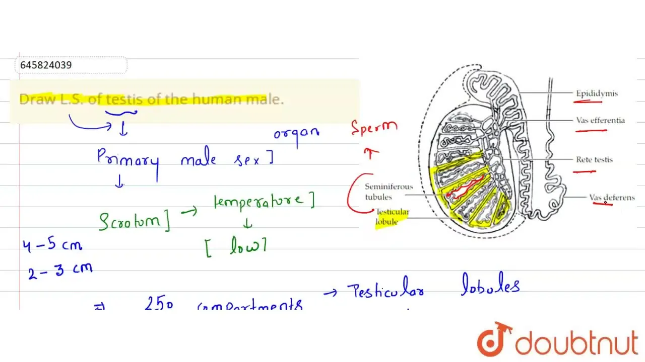 Draw L.S. of testis of the human male.