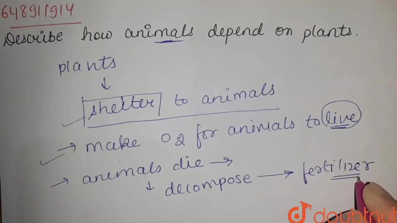 Describe how animals depend on plants.