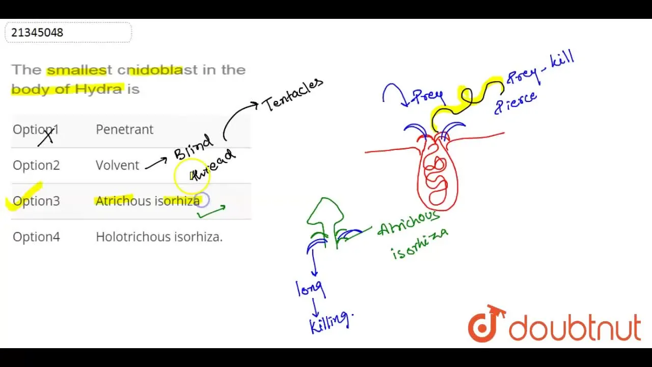 The smallest cnidoblast in the body of Hydra is