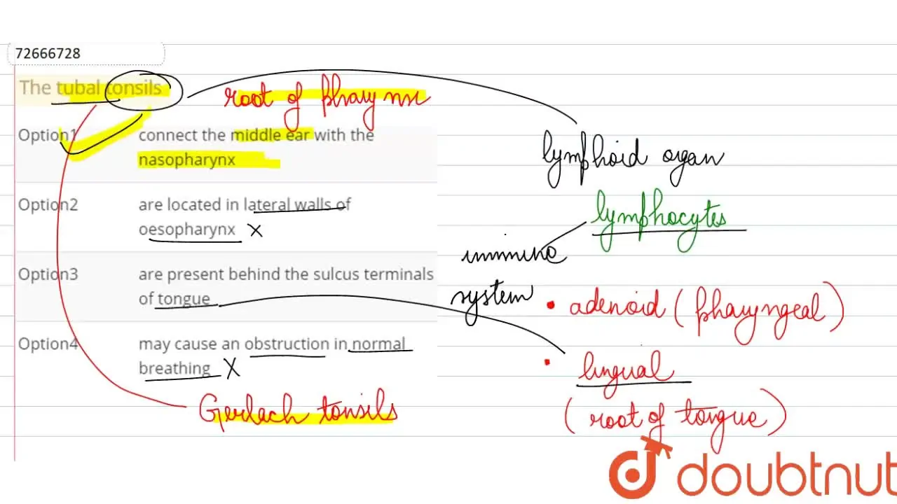 are present behind the sulcus terminals of tongue