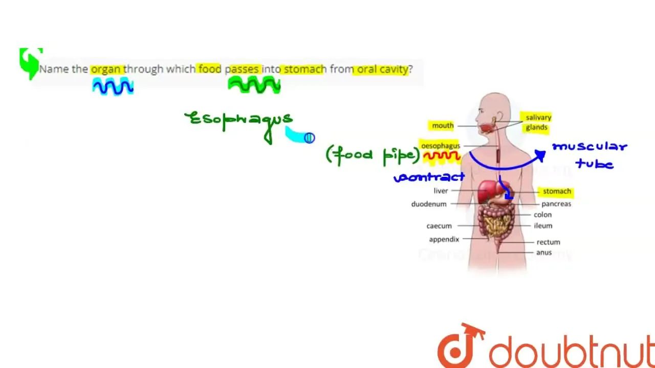 Name the organ through which food passes into stomach from oral cavity