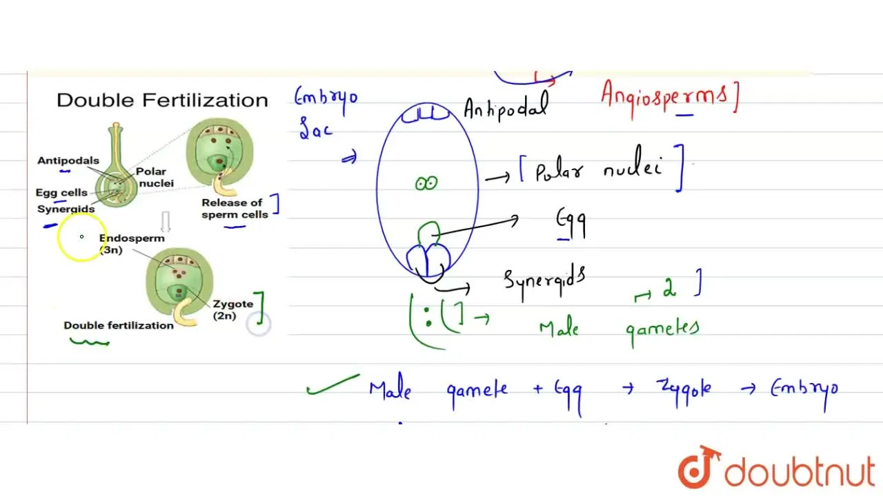 With the help of a labelled diagram, describe double fertilization in