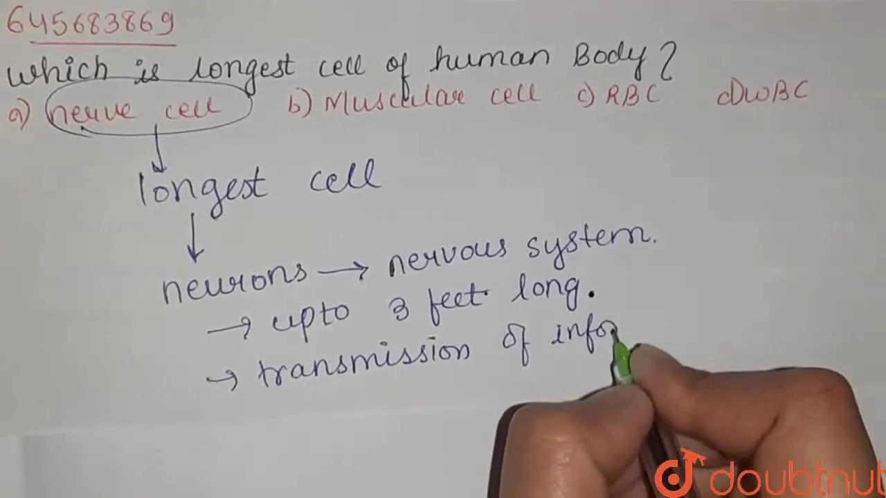Which is the longest cell of human body?
