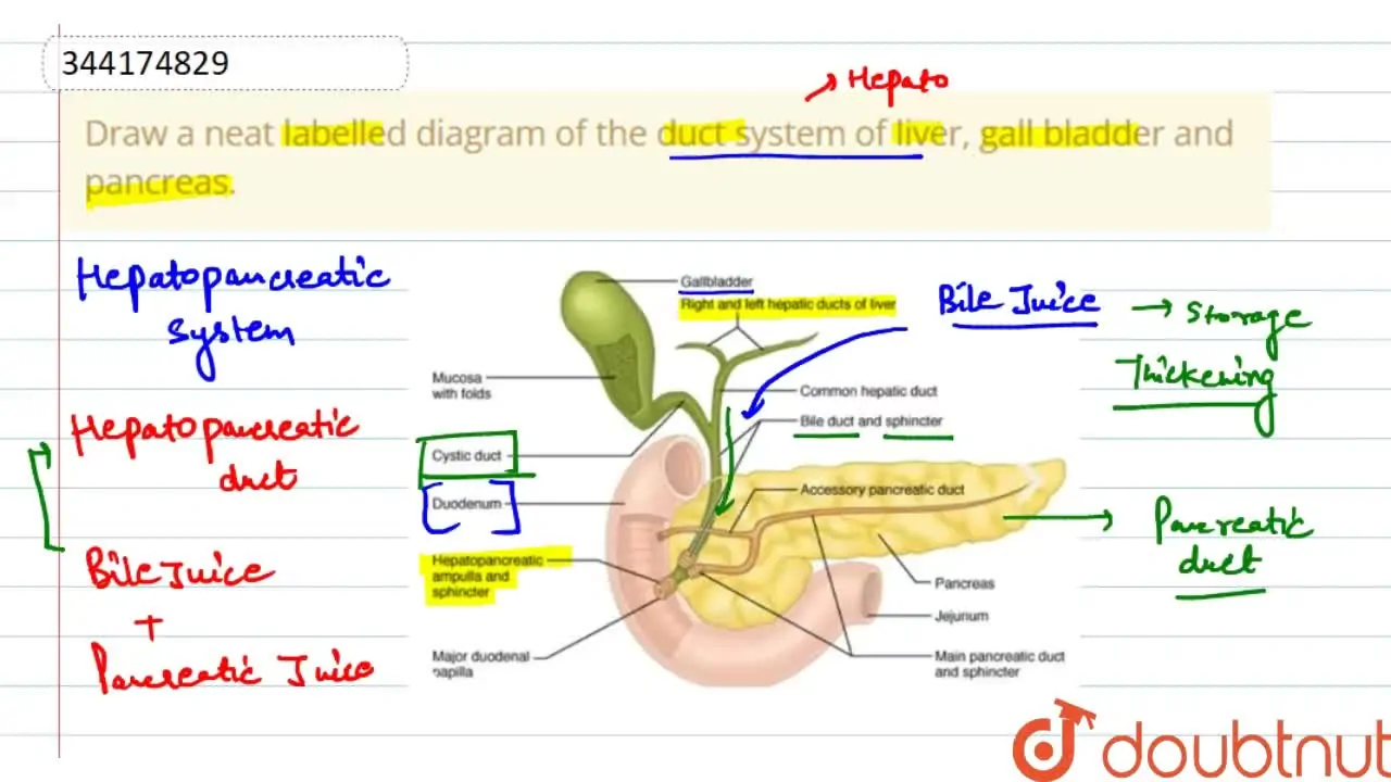 Draw a neat labelled diagram of the duct system of liver, gall bladder
