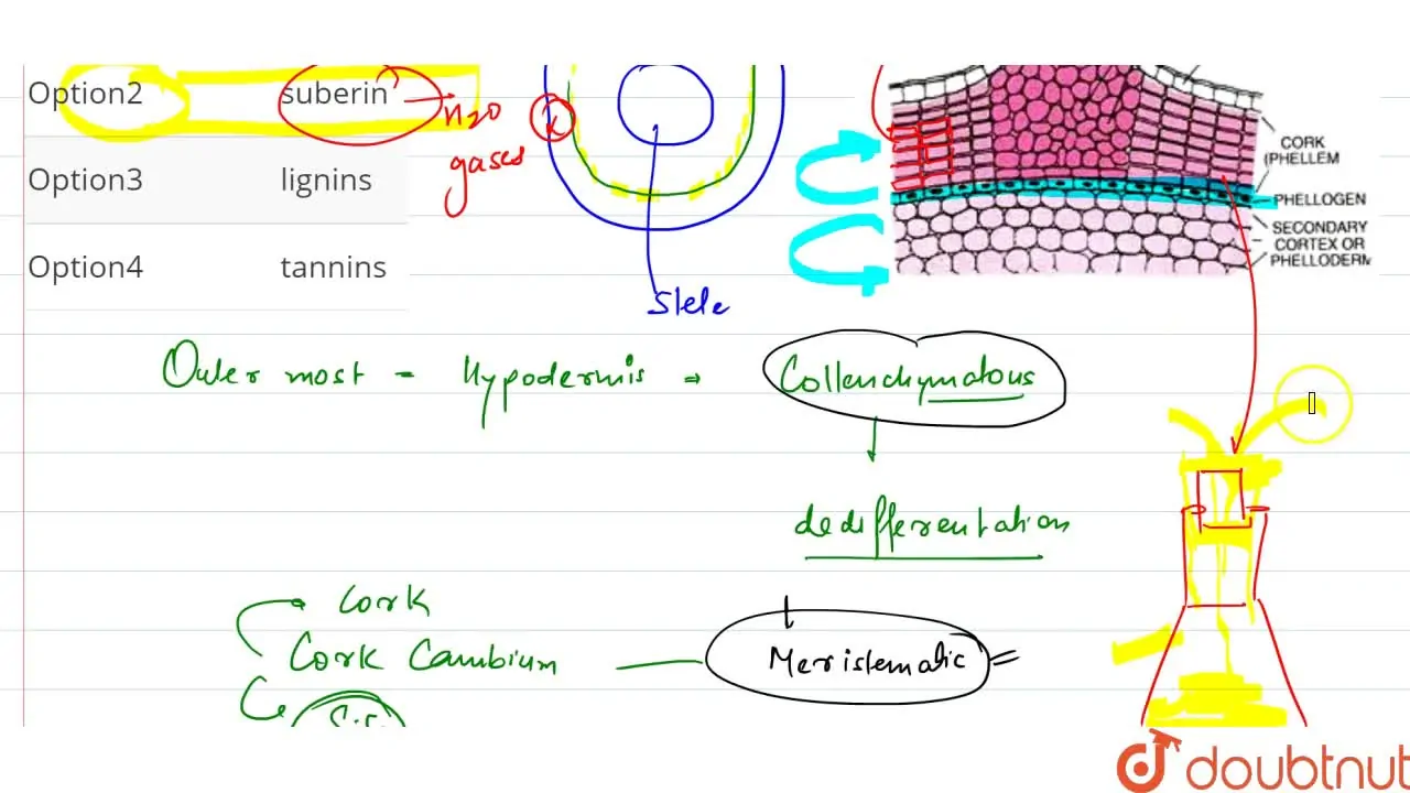 Cork cambium results in the formation of cork which becomes impermaeab