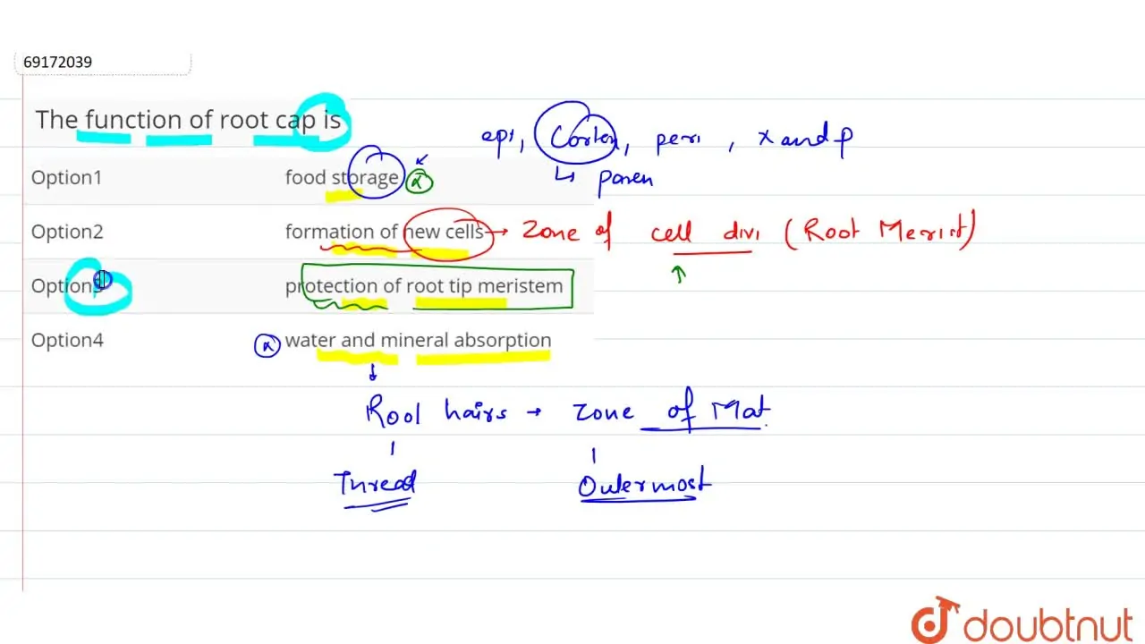 the-function-of-root-cap-is