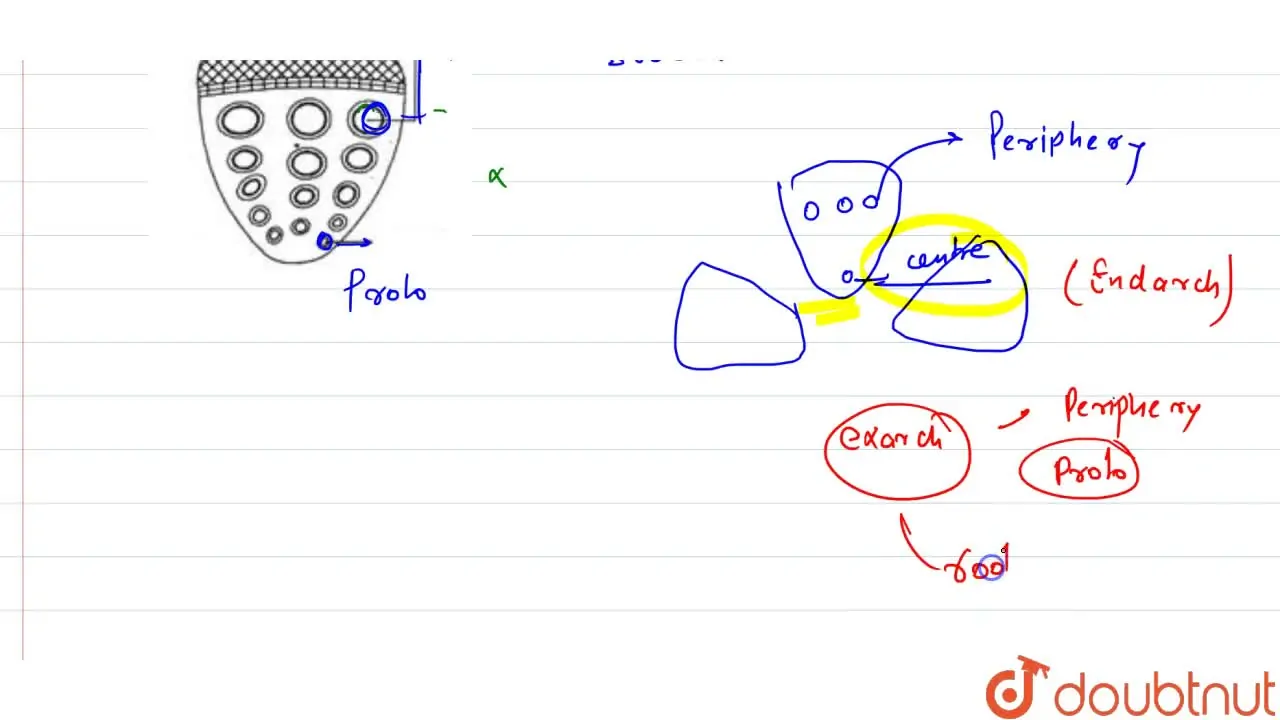 In stems, the protoxylem lies towards the and the metaxylem lies towa