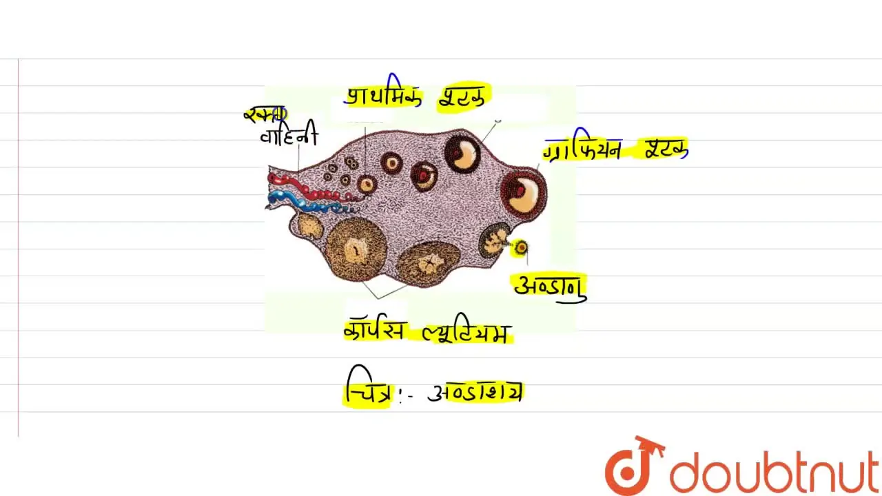 अंडाशय की आंतरिक संरचना का चित्र बनाकर कोई तीन नामांकन कीजिए