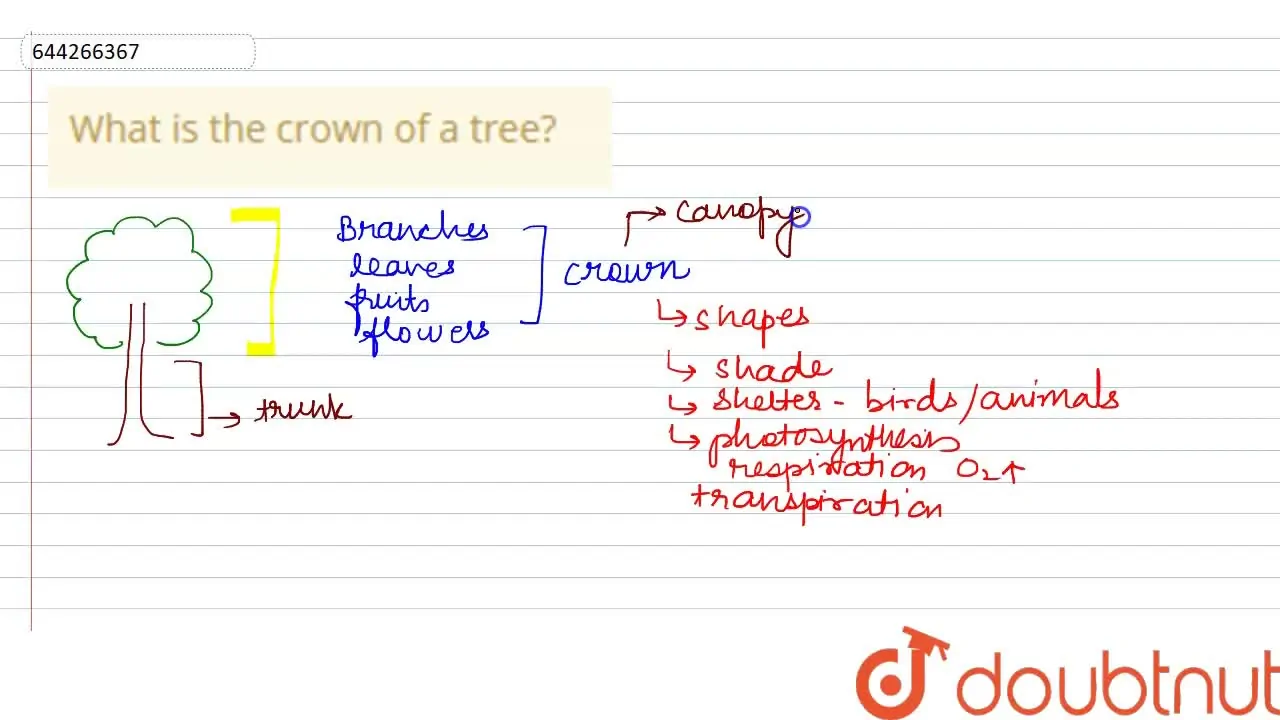 What is the crown of a tree?