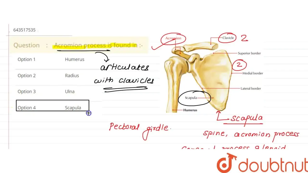 Acromion process is found in
