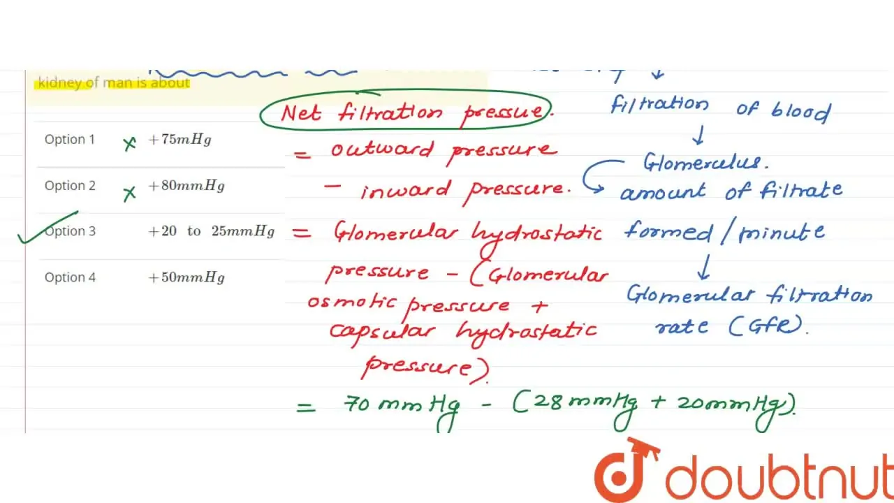Effective net filtration pressure in the glomerulus in kidney of man i