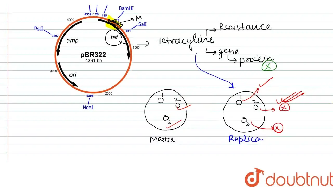 Some restriction enzymes break a phosphodiester bond on both the DNA s