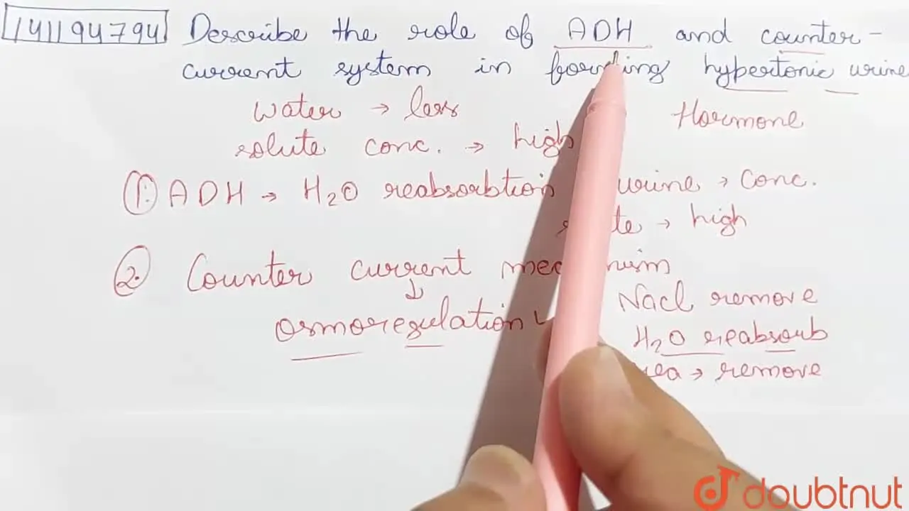 Describe the role of ADH and countercurrent system in forming hyperton