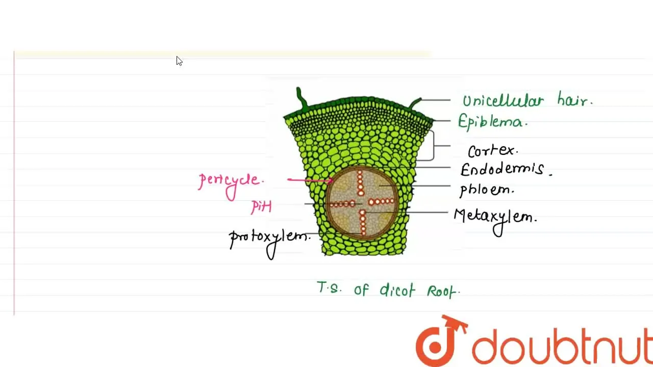 Draw well labelled diagram showing T.S. of dicot root.