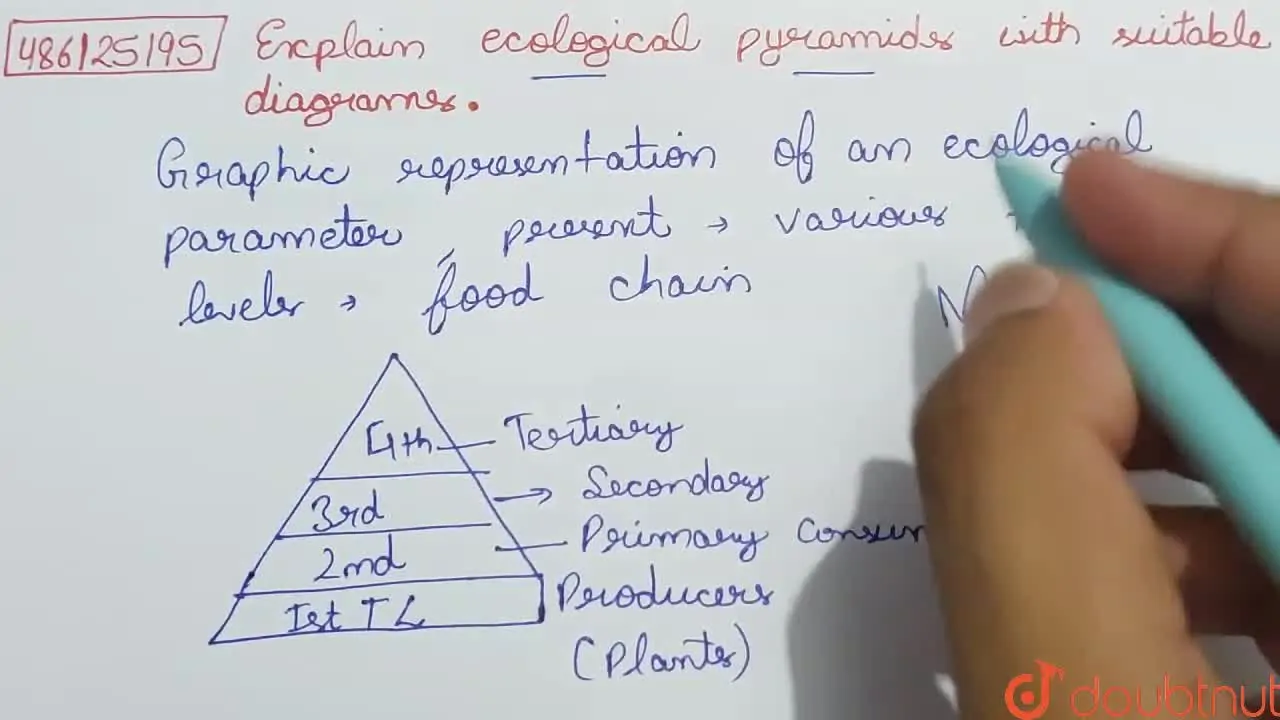 Explain ecological pyramids with suitable diagrams.