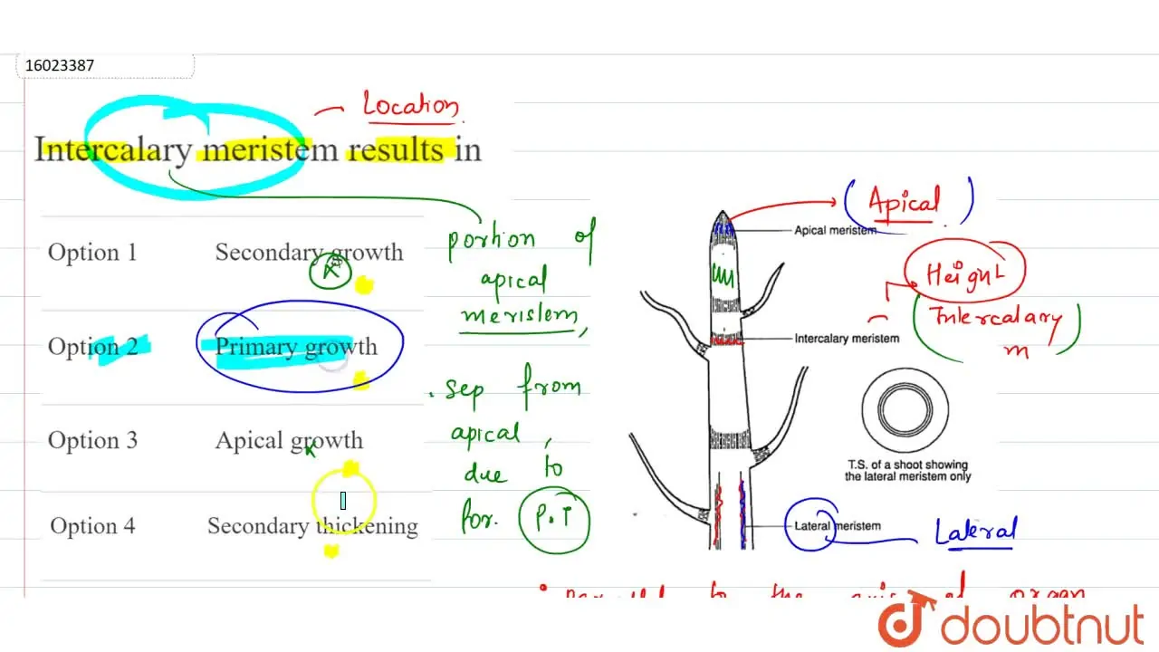 Intercalary meristem results in