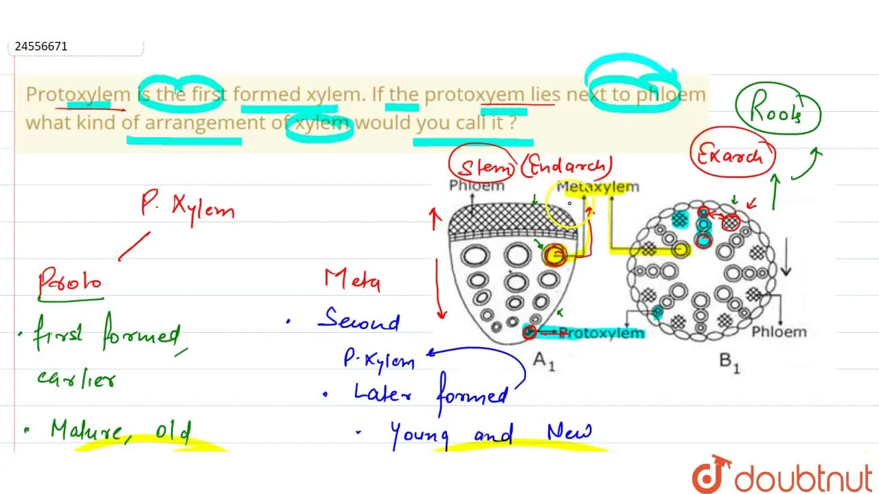 Protoxylem is the first formed xylem. If the protoxylem lies next to p