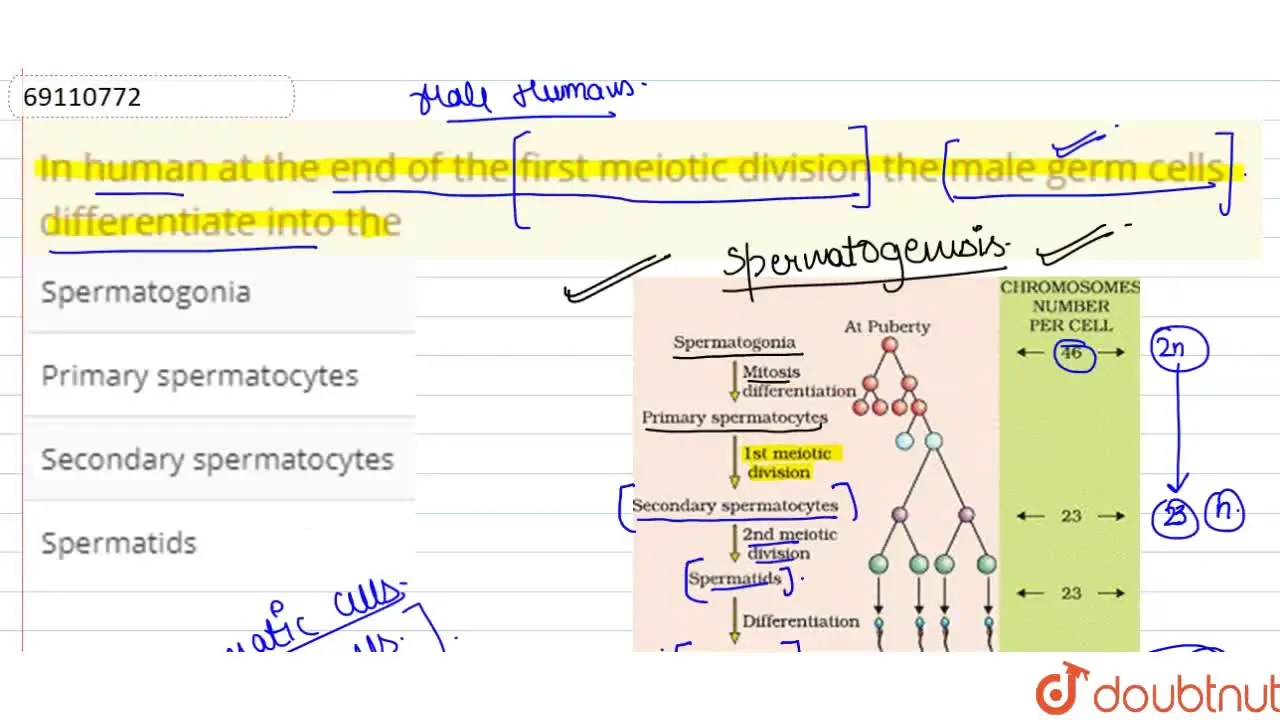 In human at the end of the first meiotic division the male germ