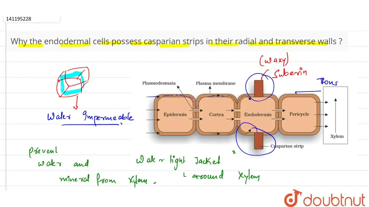 Why the endodermal cells possess casparian strips in their radial and