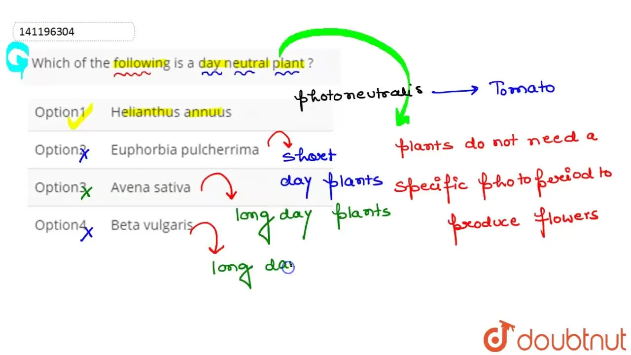 Which of the following is a day neutral plant