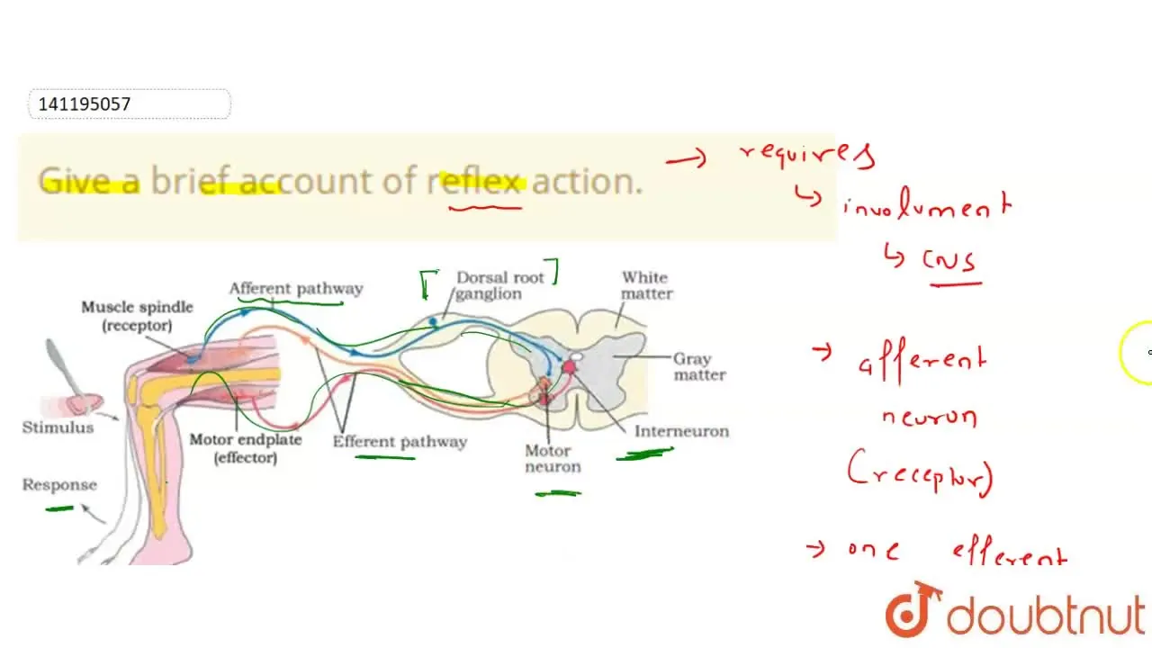 Give a brief account of reflex action.