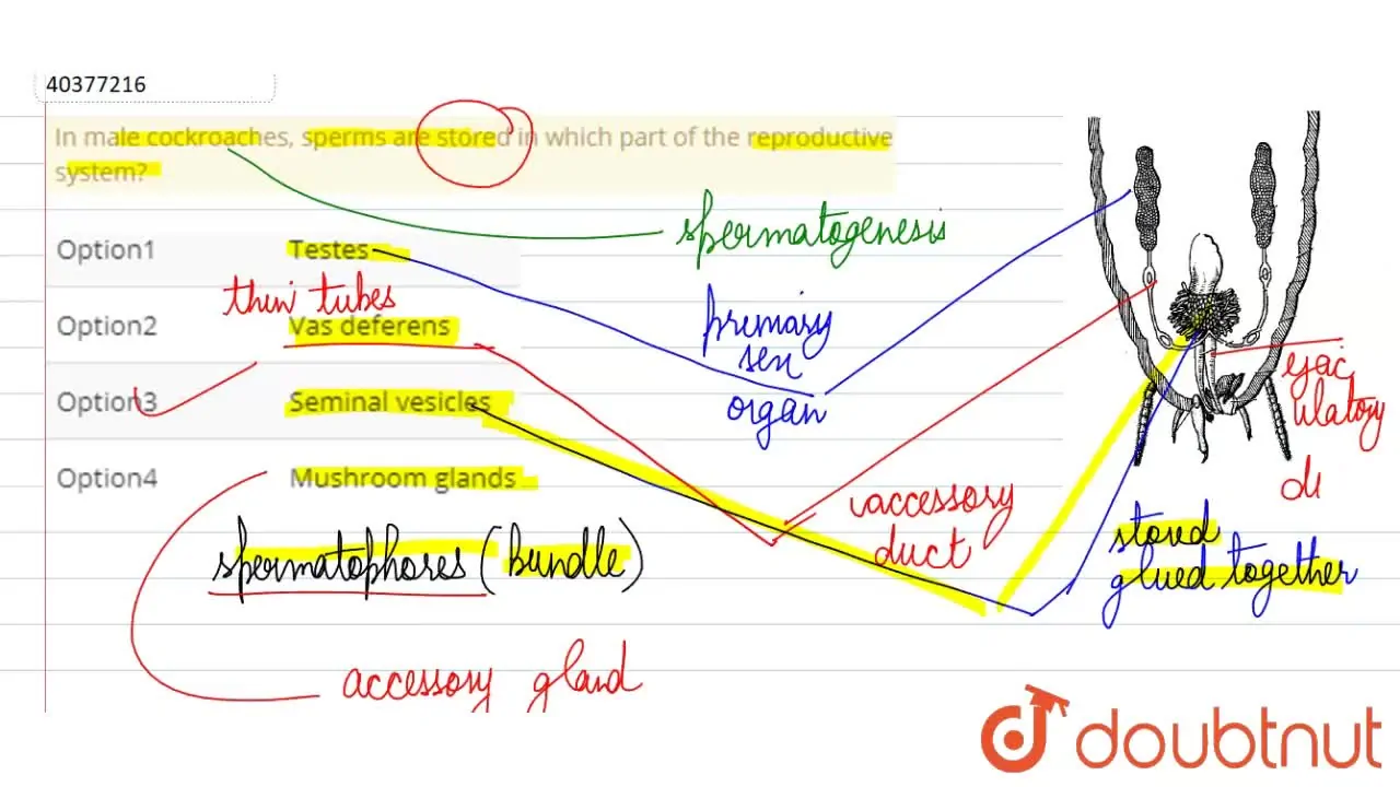 In male cockroaches, sperms are stored in which part of the reproducti
