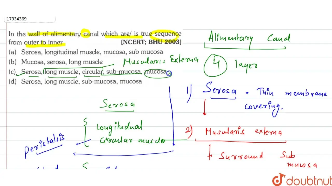 Serosa, longitudinal muscle, circular muscle, submucosa, mucosa