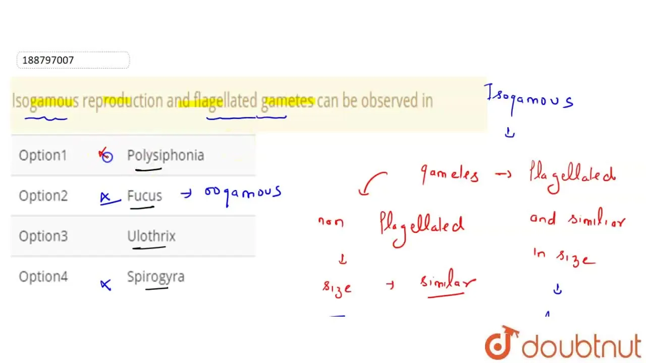 Isogamous reproduction and flagellated gametes can be observed in