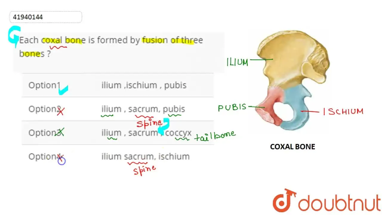 Each coxal bone is formed by fusion of three bones