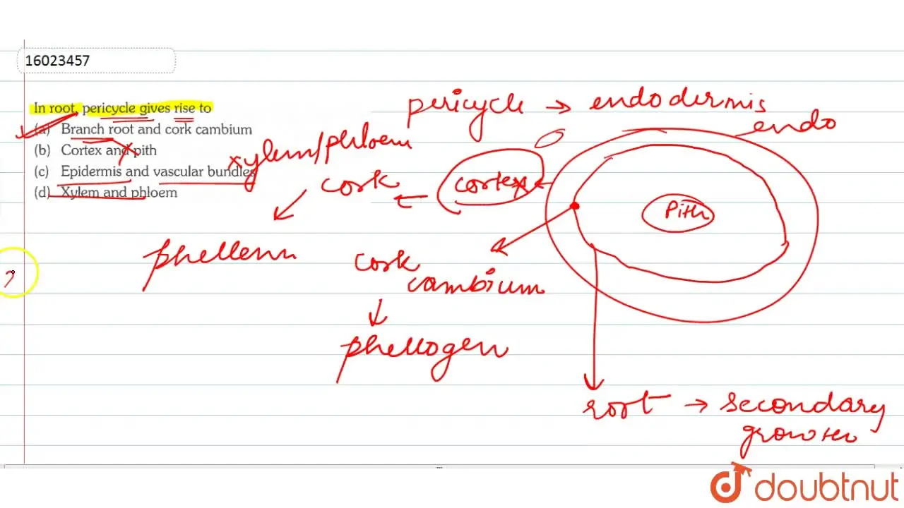 In root , pericycle gives rise to
