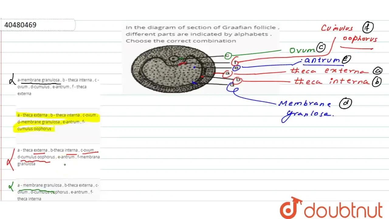 a-theca externa, b-theca interna, c-ovum, d-cumulus oophorus, e-antrum