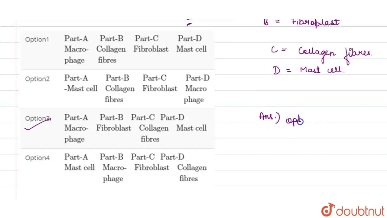 Part-I","Part-II","Part-III","Part-IV"),("Macro phage","Fibroblast