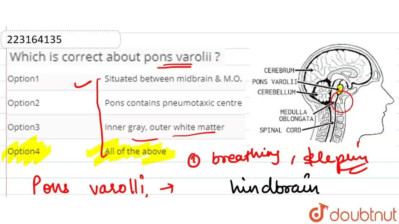 Which is correct about pons varolii
