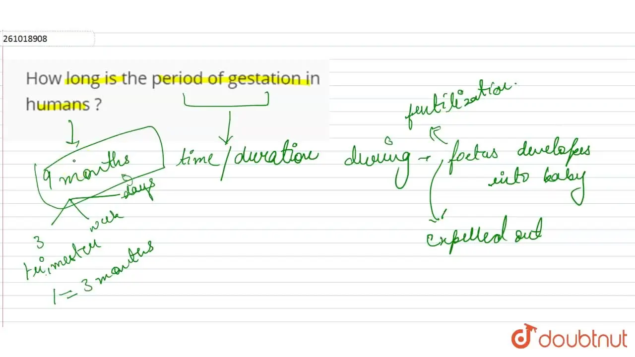 How long is the period of gestation in humans