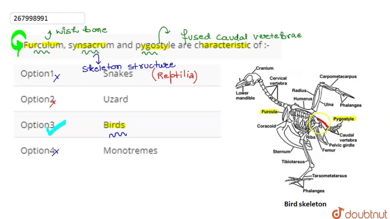 Furculum, synsacrum and pygostyle are characteristic of