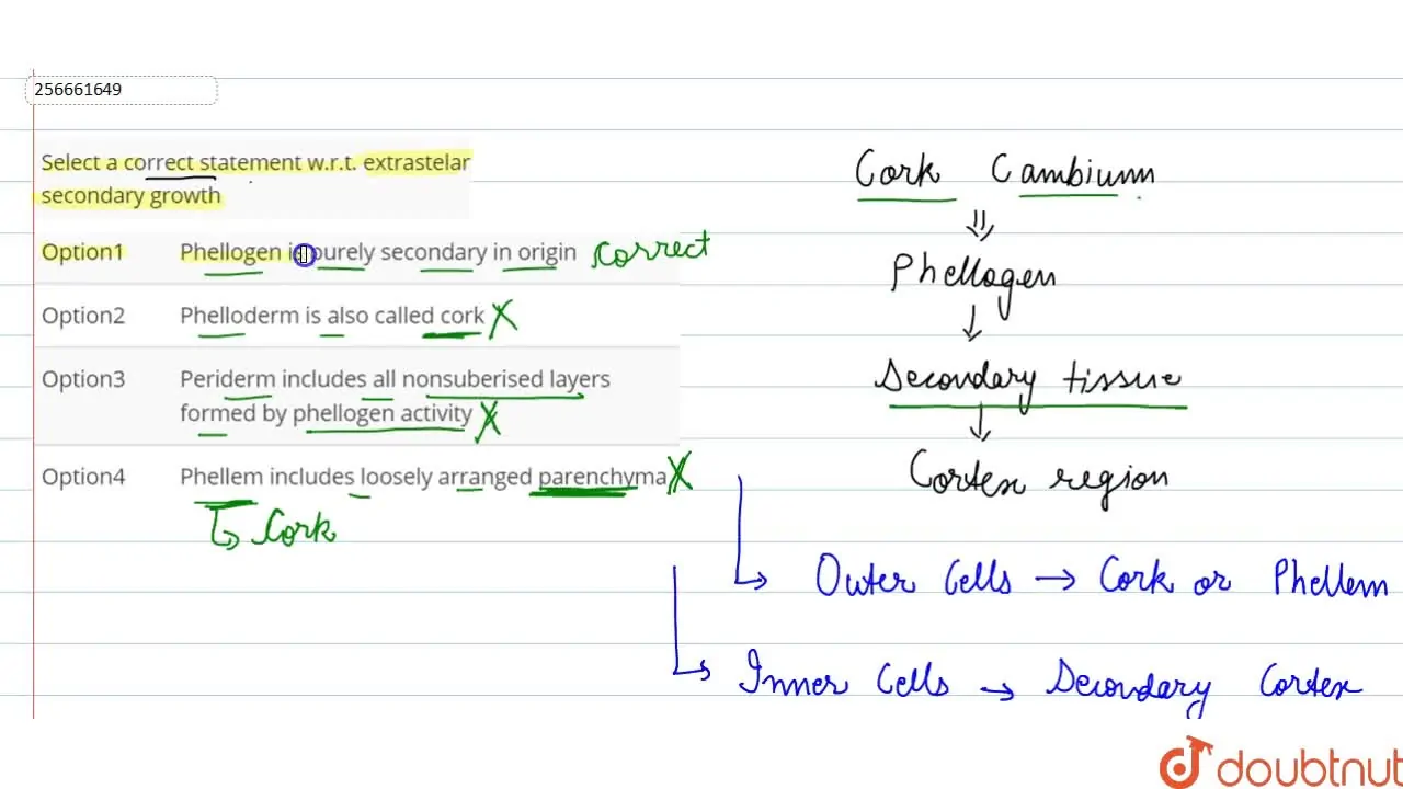 Periderm includes all nonsuberised layers formed by phellogen activity