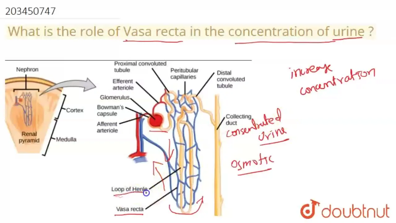 [Tamil Solution] What is the role of Vasa recta in the concentration