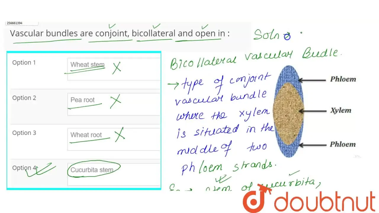 Vascular bundles are conjoint, bicollateral and open in
