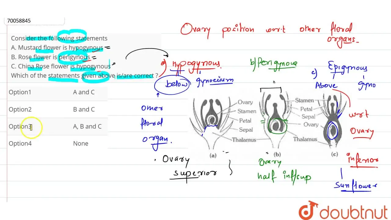 Consider the following statements A. Mustard flower is hypogynous