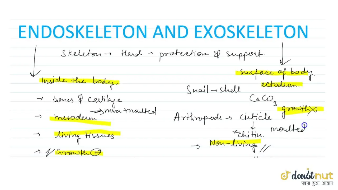 Exoskeleton And Endoskeleton System